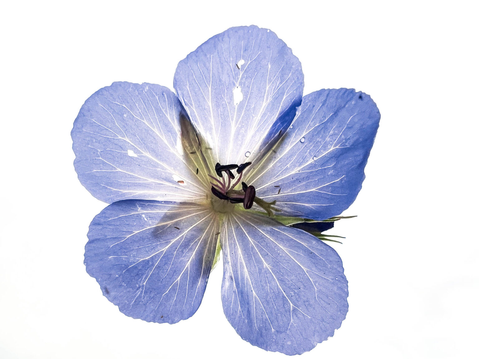 Literature - Novalis and the Blue Flower